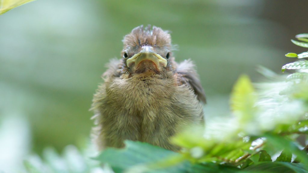Six Portraits of Two Baby Birds – DaleDucatte.com