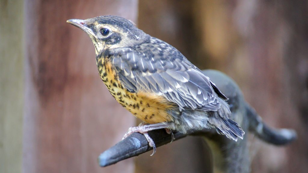 Six Portraits of Two Baby Birds – DaleDucatte.com