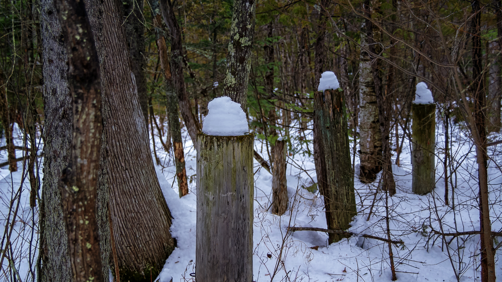 Wordless Wednesday: Snow Puffs??? – DaleDucatte.com