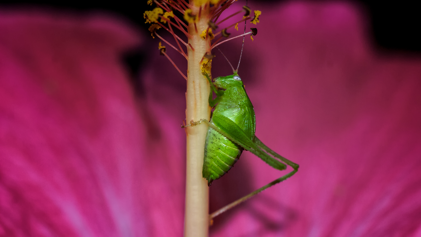 Wordless Wednesday: Hibiscus, Hibiscus, Bug – DaleDucatte.com
