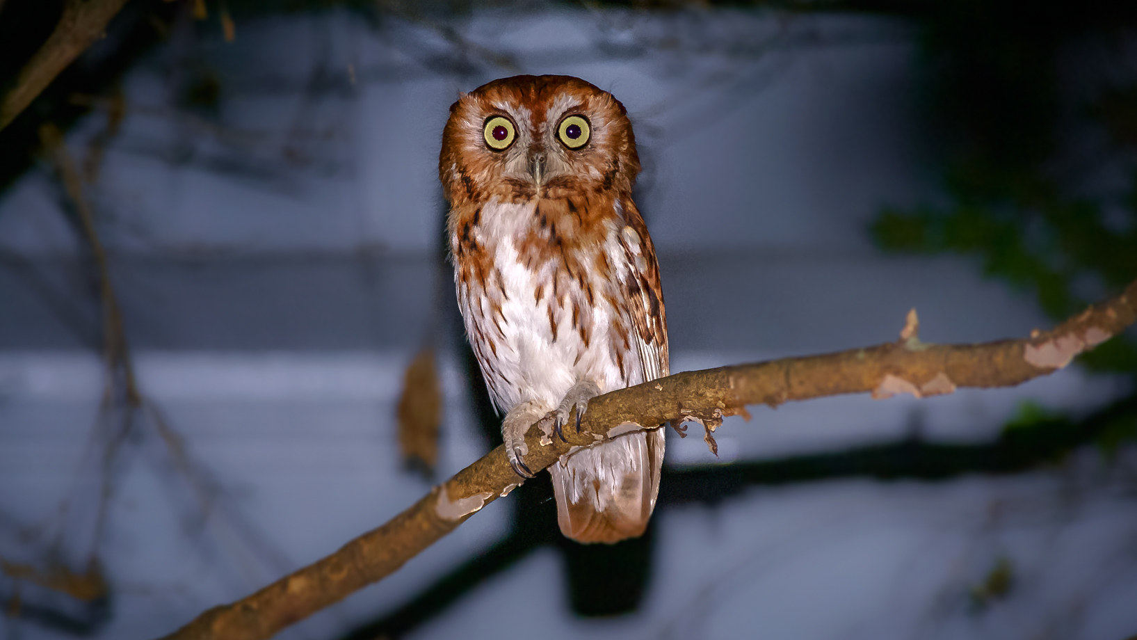 Owl on the Prowl – DaleDucatte.com