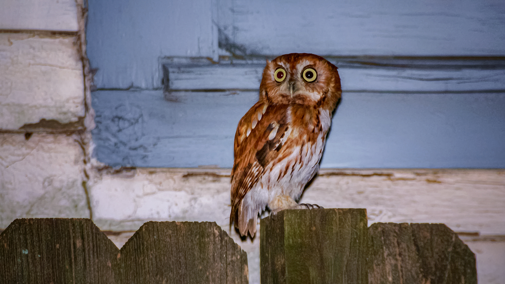 Owl on the Prowl – DaleDucatte.com