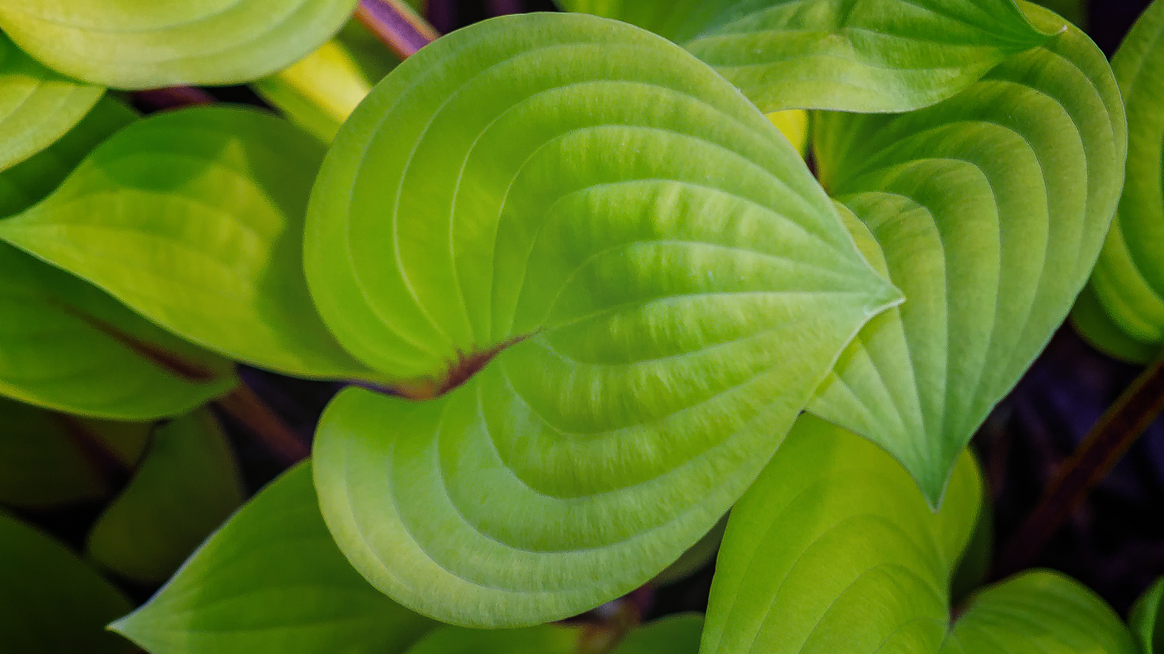 Fire Island Hosta: Seven Views – DaleDucatte.com