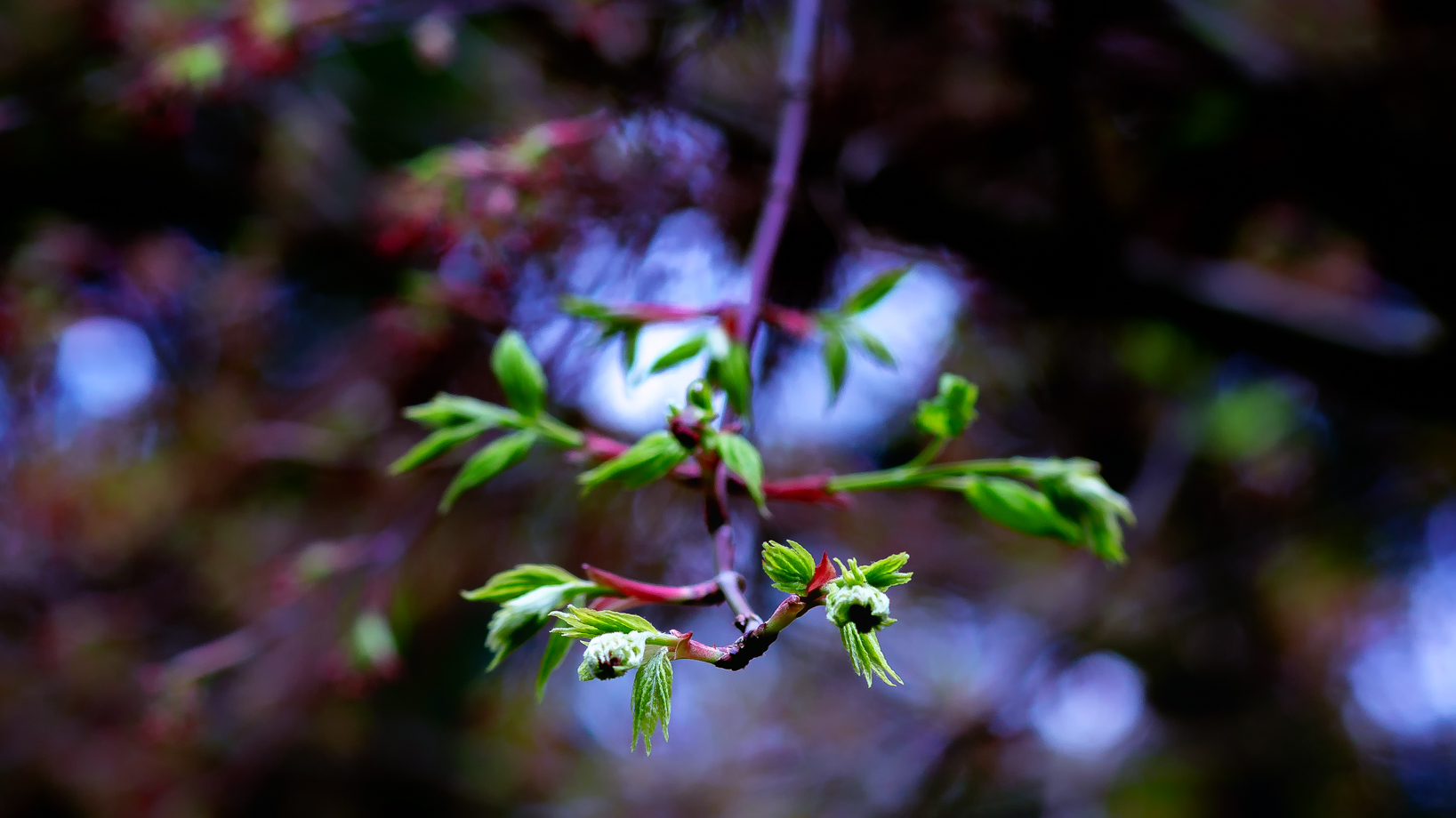 Japanese Maple Spring Berries: A Gallery – DaleDucatte.com