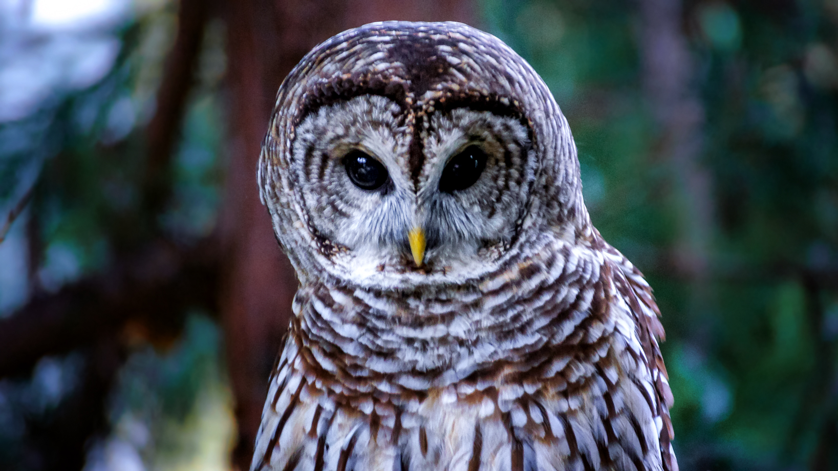 Owl on the Prowl – DaleDucatte.com
