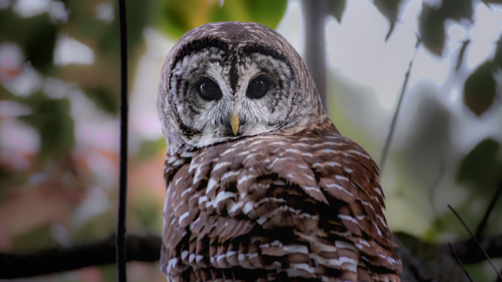 Owl on the Prowl – DaleDucatte.com