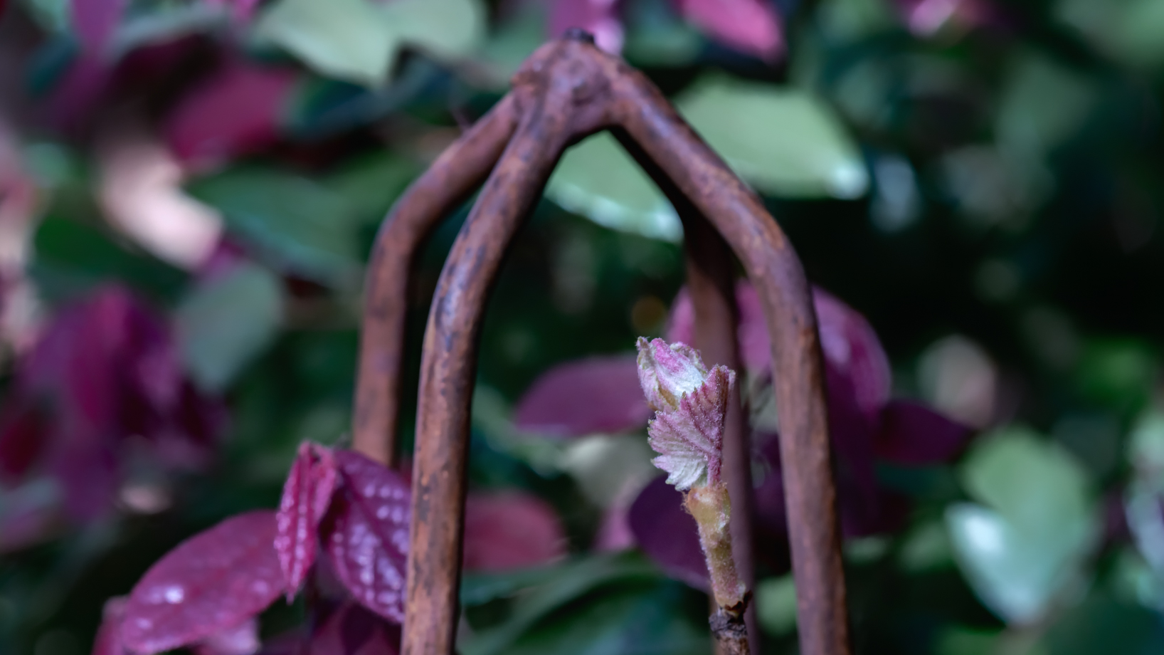 Spring 2020: April Colors 2 (Catawba Grapevine) – DaleDucatte.com