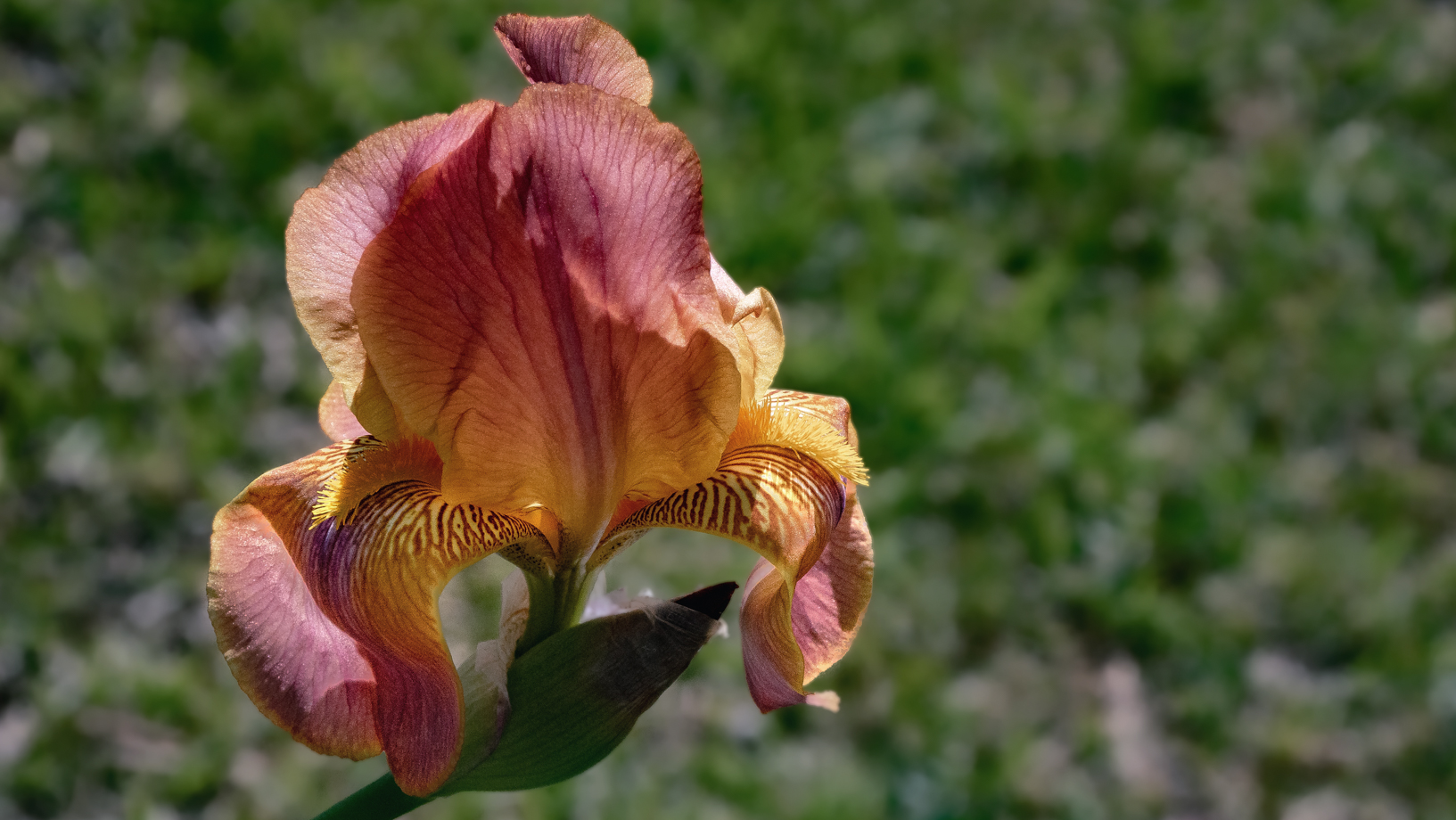 A Profusion of Irises: Sun-Kissed Shades of Orange – DaleDucatte.com