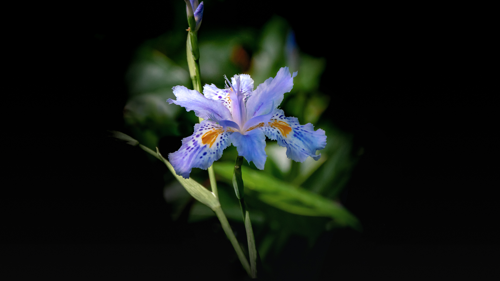 When an Iris is a Butterfly (Flower) – DaleDucatte.com